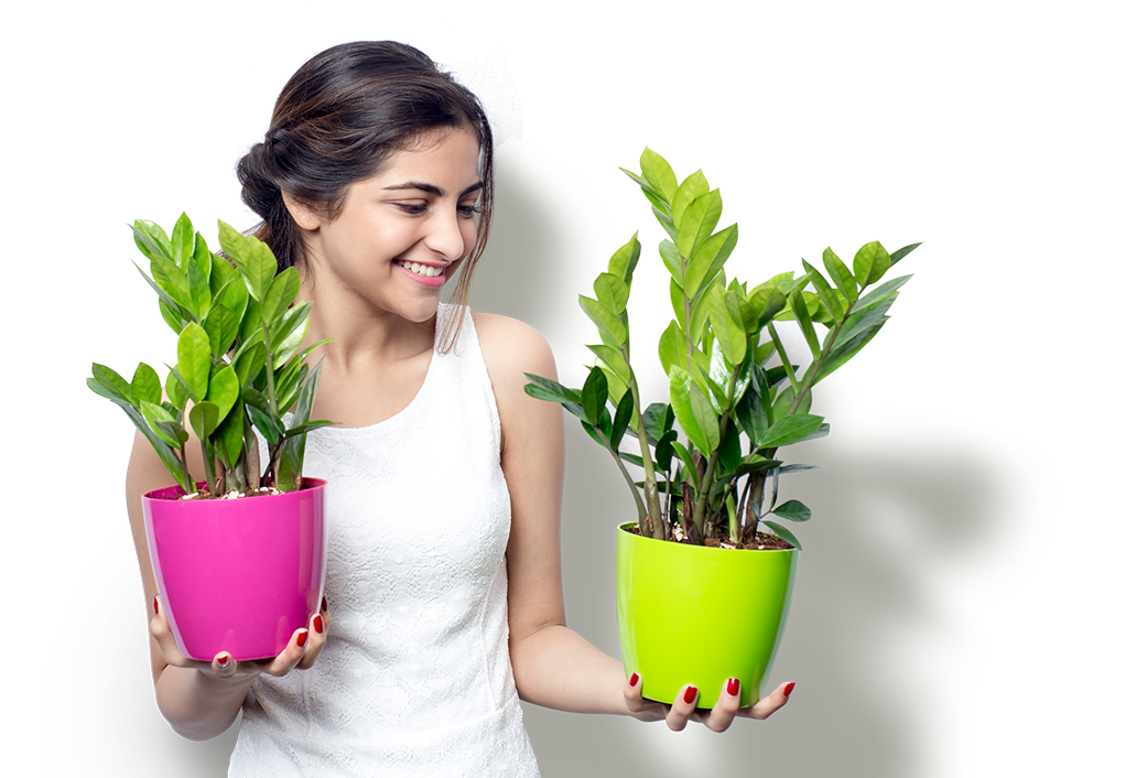 Harshdeep - Valencia Indoor Planter | Tamara Garden Center