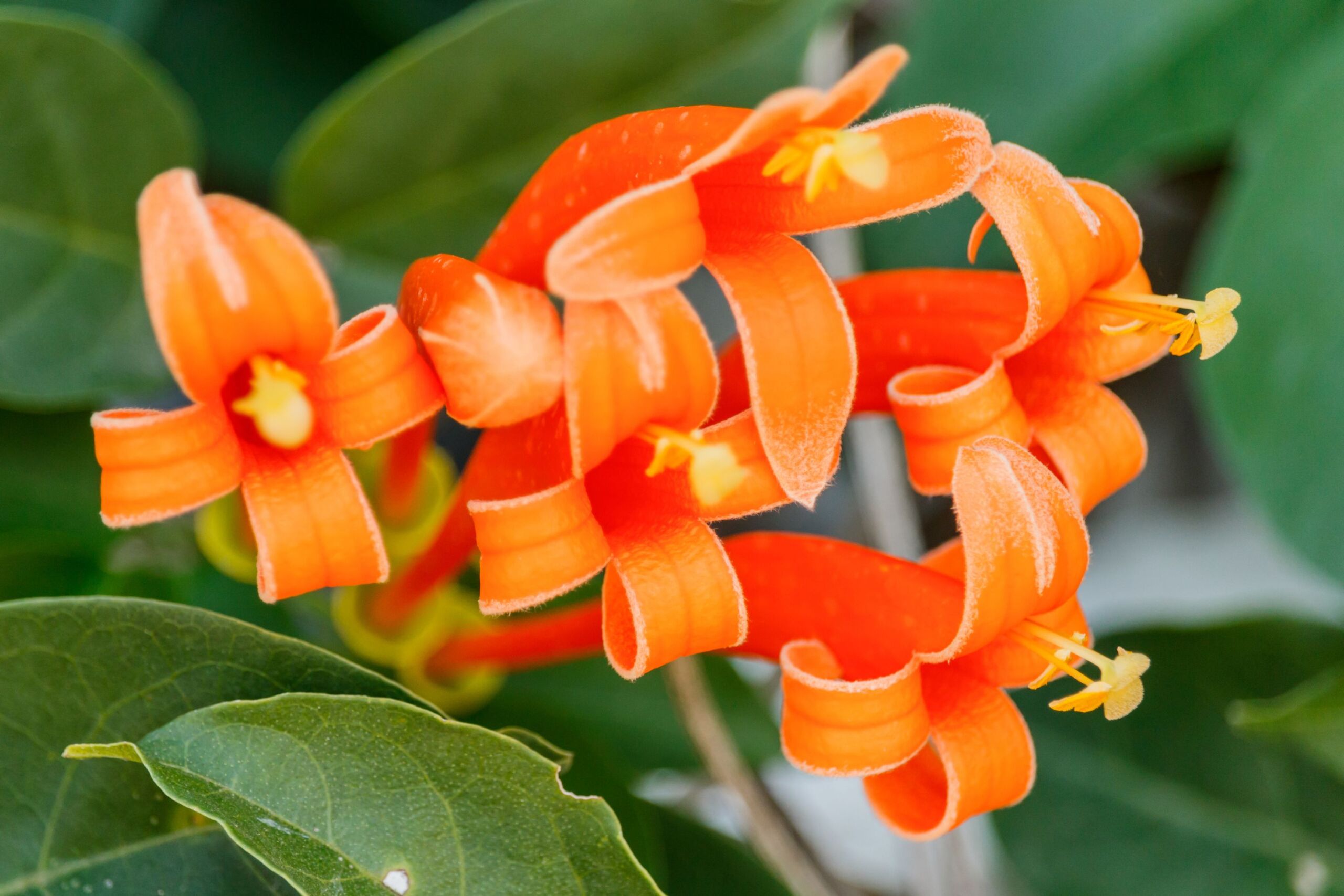 Pyrostegia venusta (Flame Vine) | Tamara Garden Center