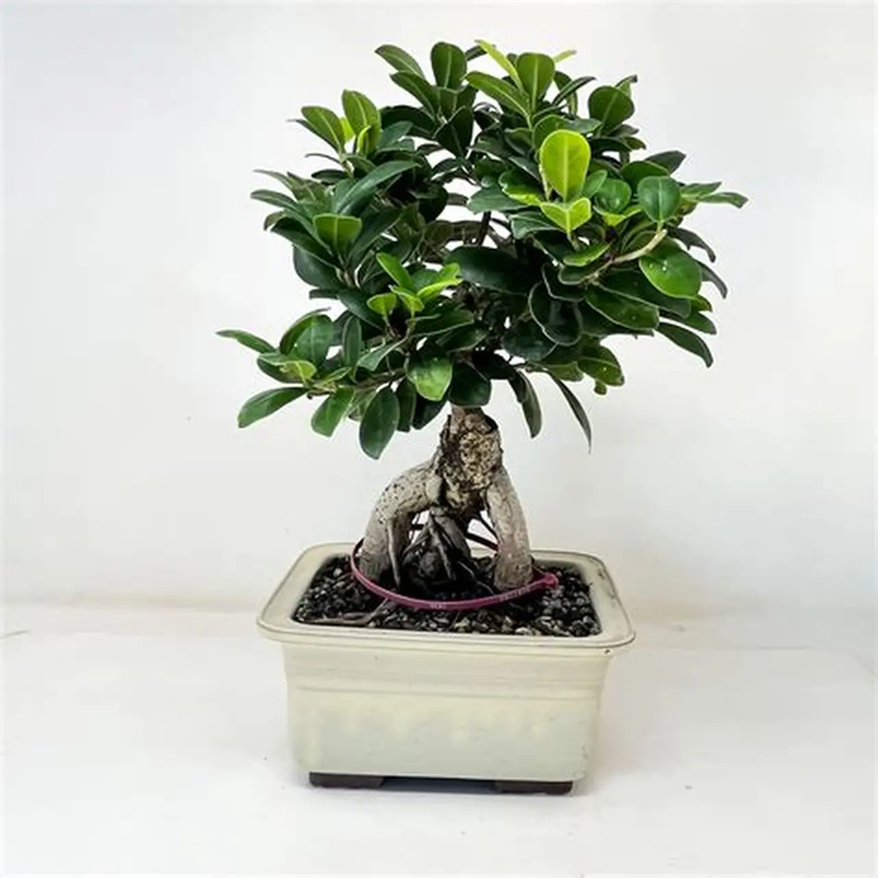 Ficus microcarpa(Chinese Banyan) | Tamara Garden Center