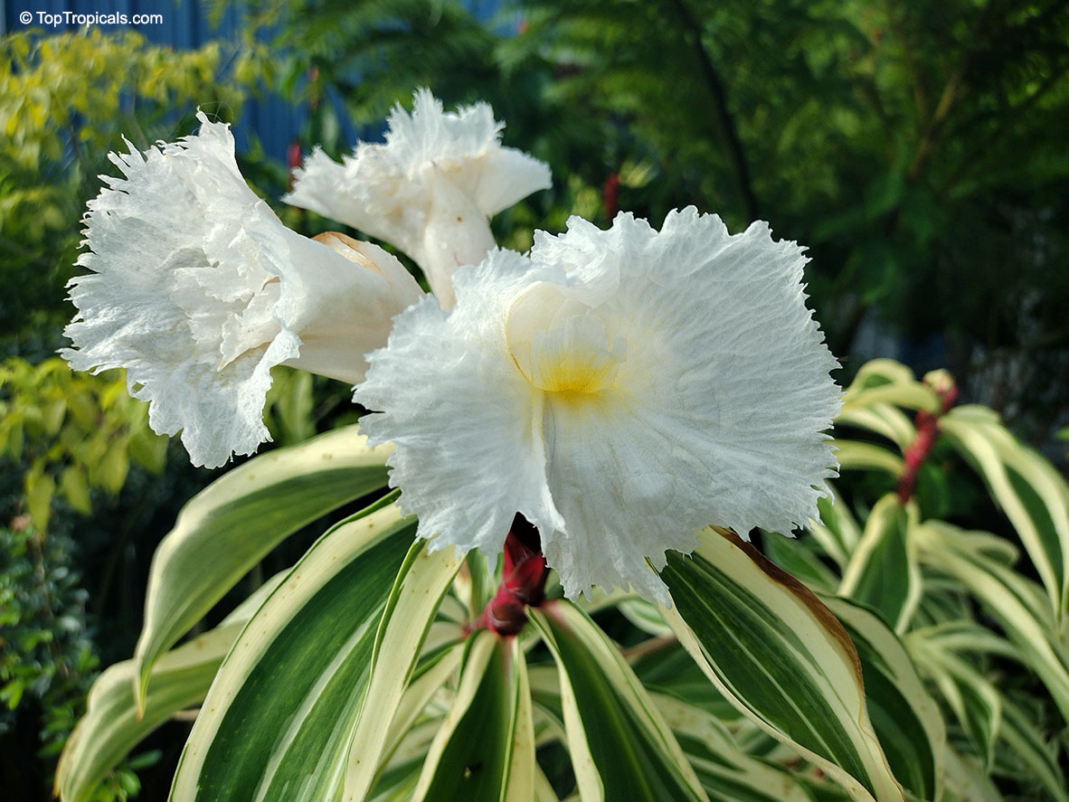 Costus arabicus variegata (Spiral Ginger Variegated) | Tamara Garden Center
