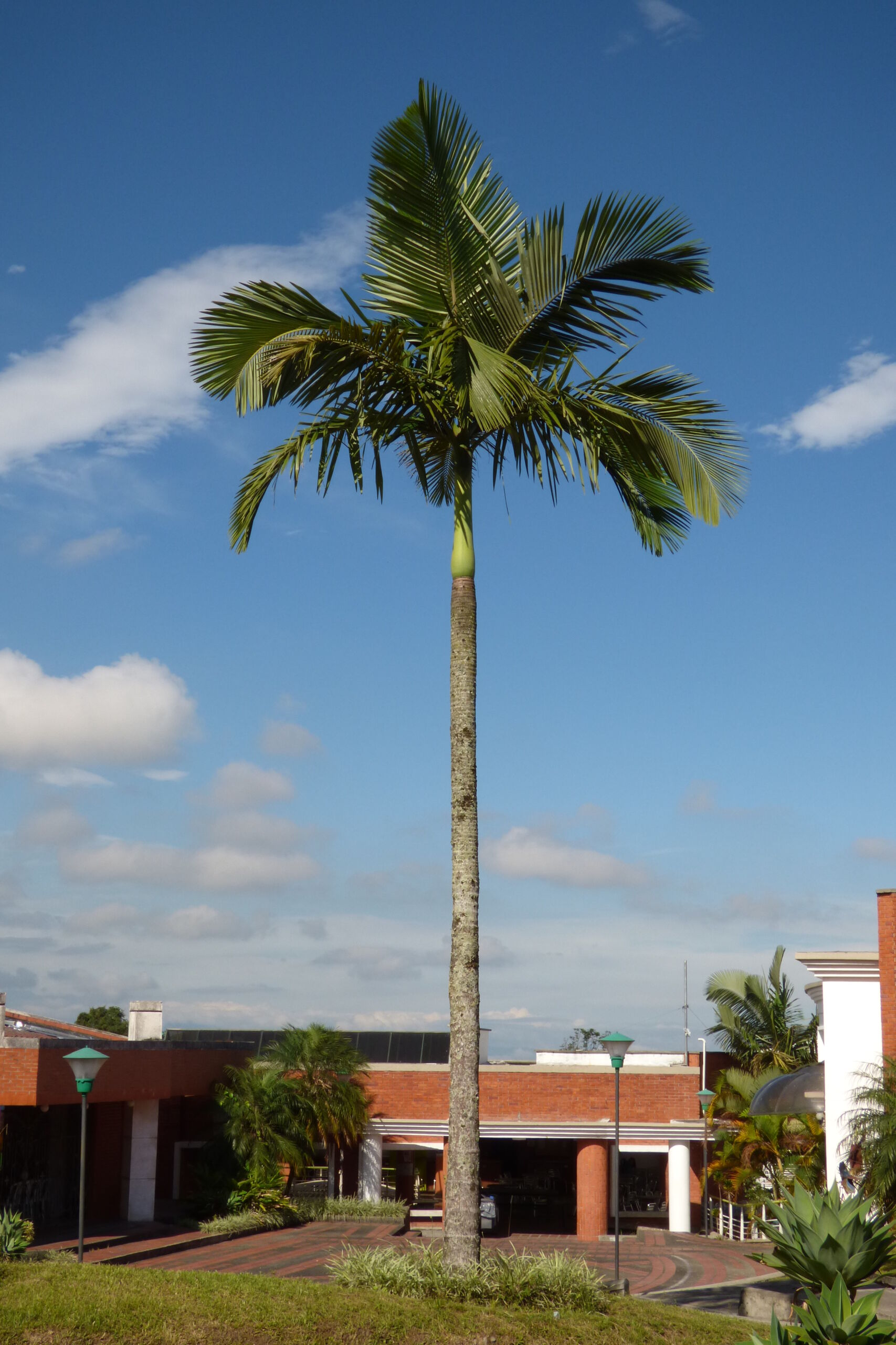 Archontophoenix alexandrae (Princess Palm) | Tamara Garden Center